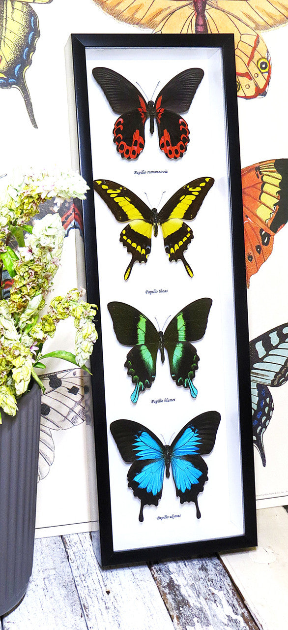 Framed Butterfly Combo – Salem Online
